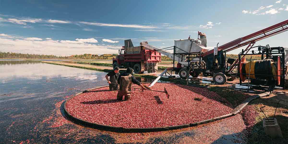 Cranberry Harvest Festival 2026: A Spectacular Celebration You Won't ...